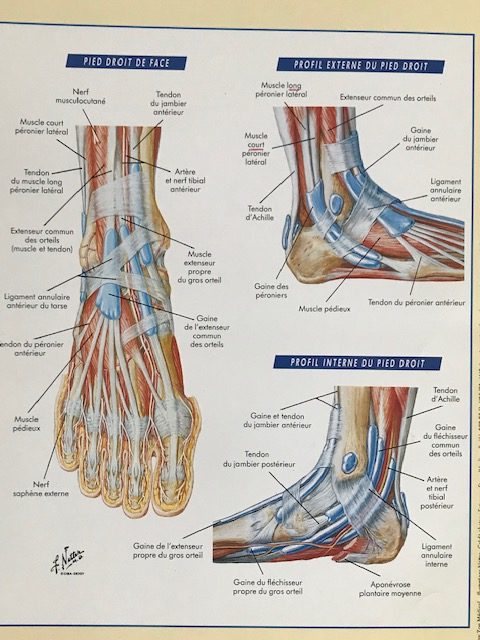 Anatomie du pied - Clinique du pied